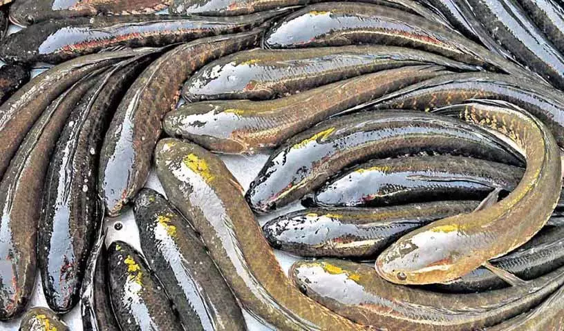 Telangana की पहली मुर्रेल मछली पालन परियोजना एक साल बाद भी शुरू नहीं हो ...