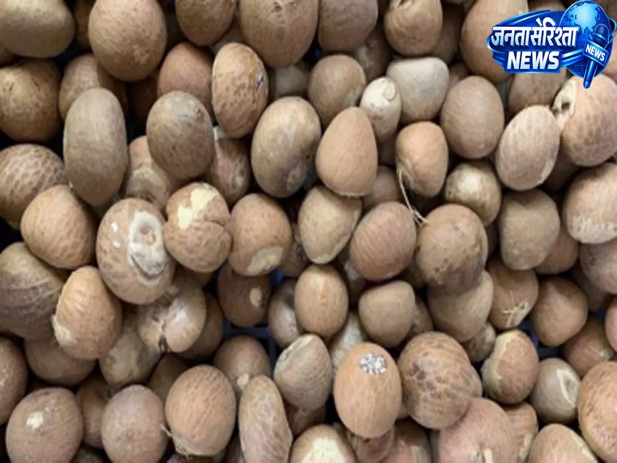 म्यांमार से भारत तक फैले अवैध सुपारी कारोबार का भंडाफोड़, ED की जांच ...