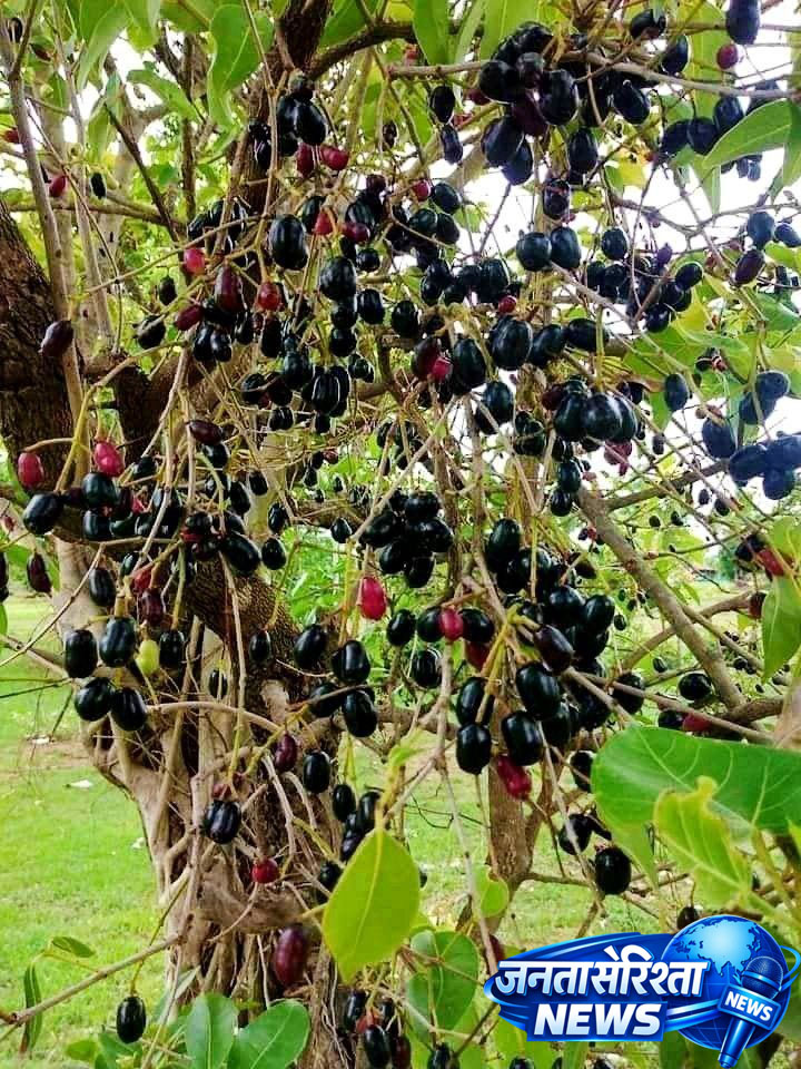 साल में 2 महीने मिलने वाला खास फल | A special fruit available for two ...